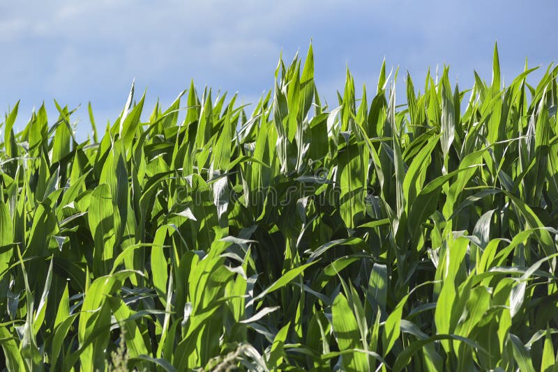 Green Blooming Corn Field in Summer Stock Image - Image of fields ...