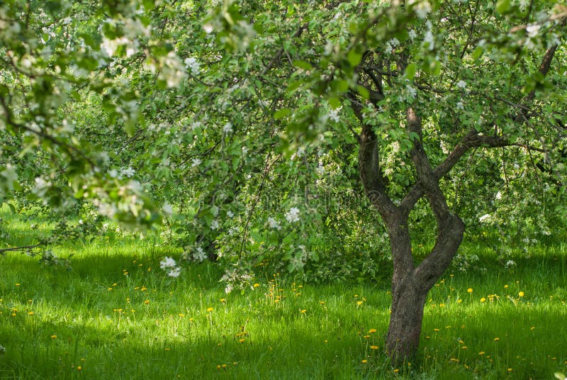 Green Blossom Apple Tree Orchard Stock Photo - Image of bright, season ...