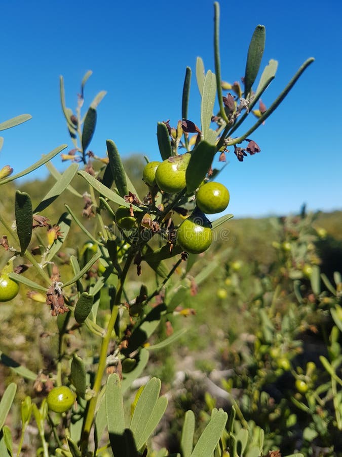 Green blossom stock image. Image of seasonal, outdoors - 157062761