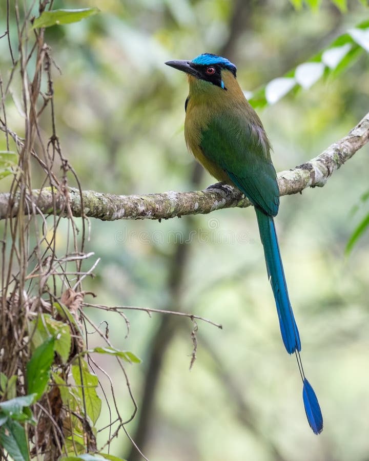 Green and Blue Bird in a Tree Stock Image - Image of endangered, avian ...