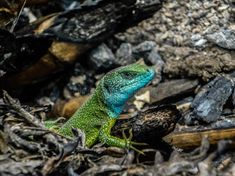 Gecko in wild stock image. Image of tree, green, flowers - 231635787