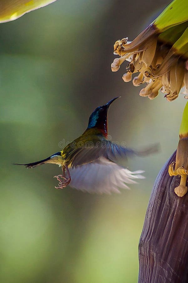 Green Blue Hummingbird Approaches Flower Stock Image - Image of nectar ...