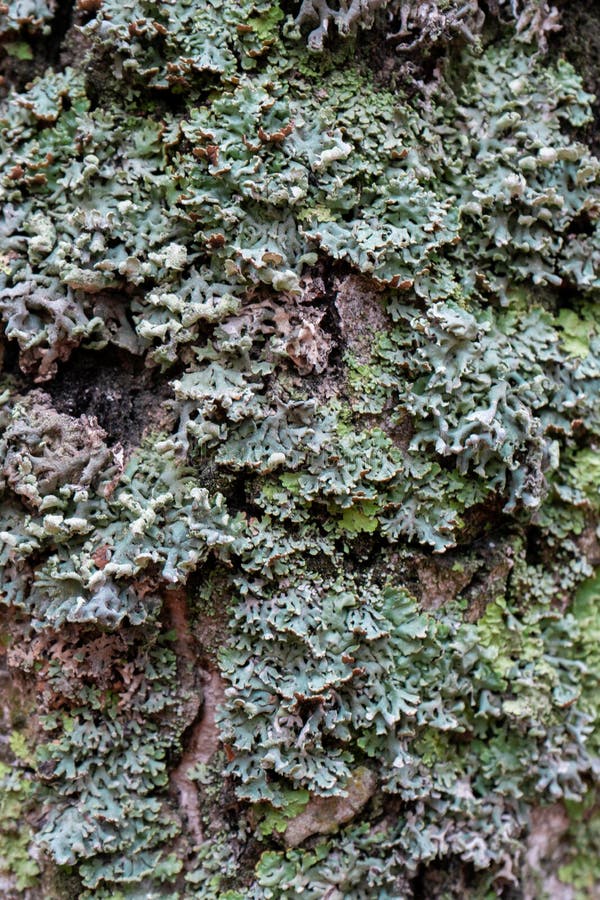 2,938 Blue Green Lichen Moss Stock Photos - Free & Royalty-Free Stock ...