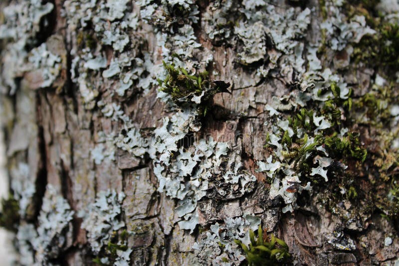 Blue lichens stock photo. Image of lichens, ecosystem - 124892660 Blue lichens stock photo. Image of lichens, ecosystem - 124892660