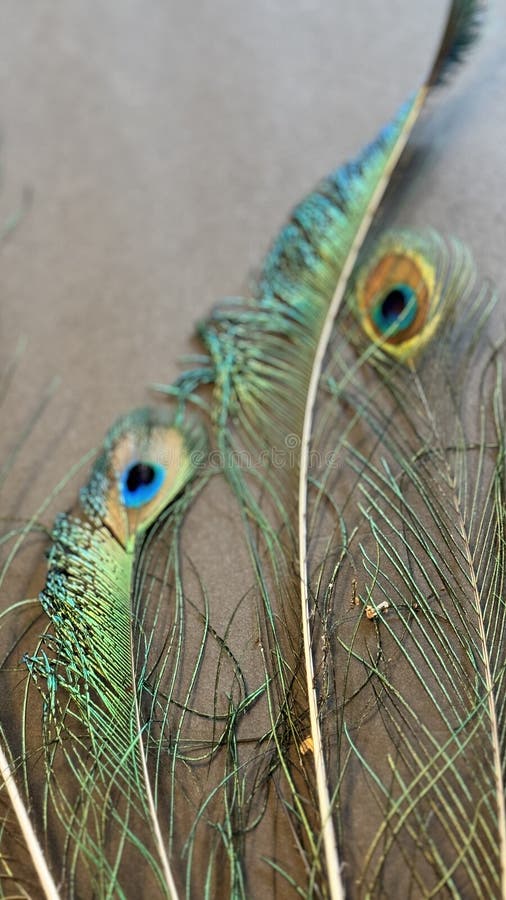Green & Blue Peacock Feathers Stock Image - Image of looks, blue: 303943699