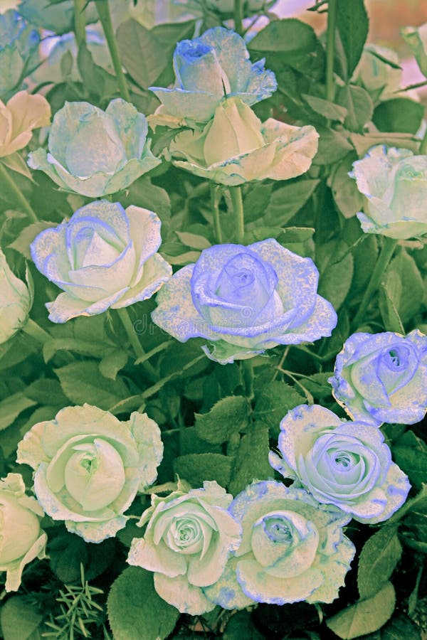 Green and blue Roses stock image. Image of appearance - 72297059