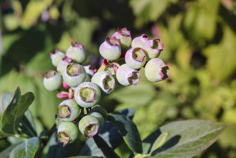 Green Blueberries stock photo. Image of farm, drink, lifestyle - 79597162