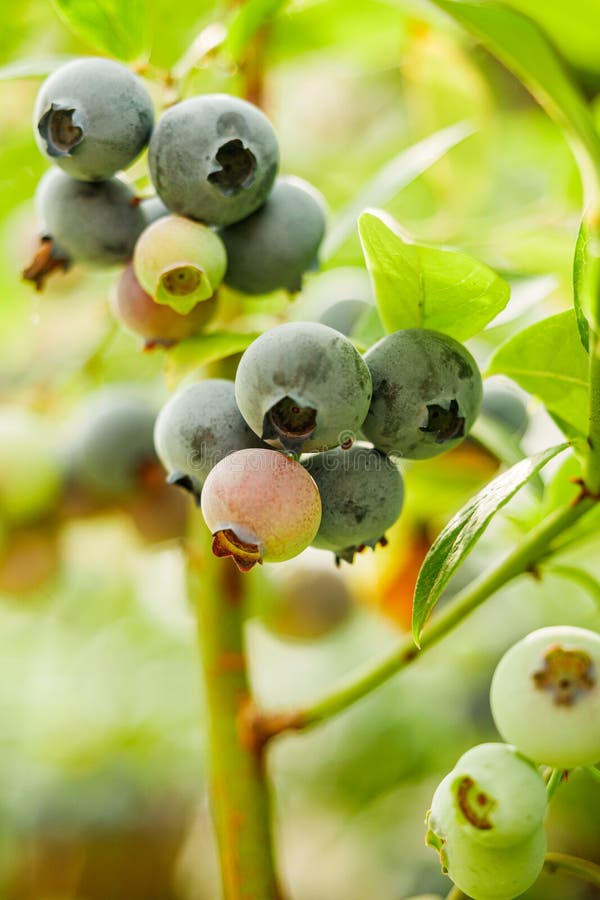 Green Blueberry Bush in the Autumn Garden Stock Photo - Image of green ...