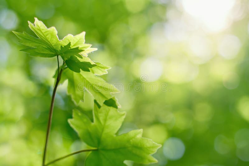 Green Blurred Background, Defocused Leaves and Sun Stock Photo - Image ...
