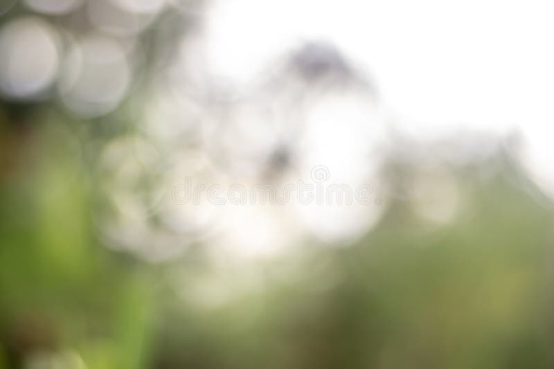 Green Blurred Background and Sunlight, Stock Photo - Image of ...