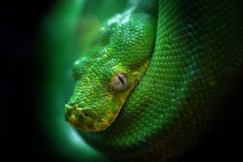 Green boa in nature. stock image. Image of tropical - 110909603