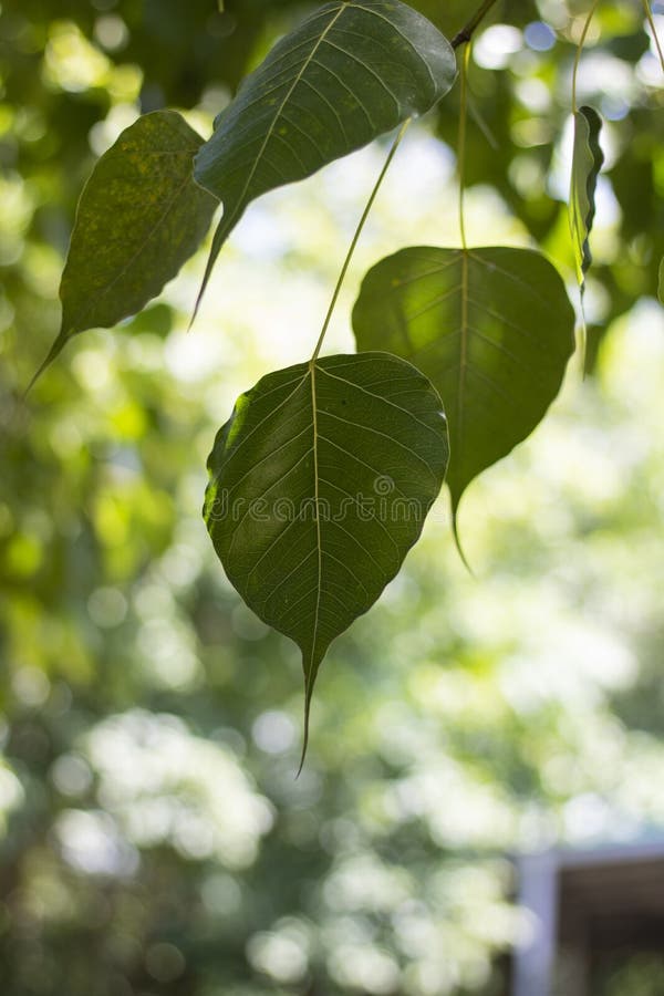 Green Bodhi Leaves or the Leaves of the Buddha Stock Photo - Image of ...