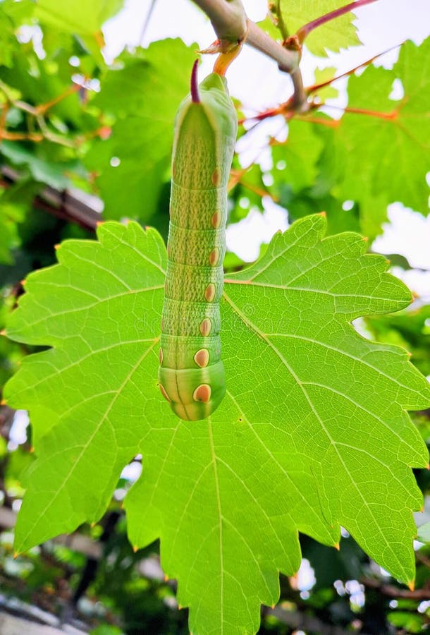 Caterpillar on Grape Leaves Stock Image - Image of green, munching ...