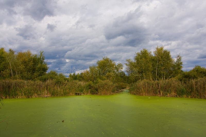 Green bog stock image. Image of landscape, leaves, leaf - 11190769