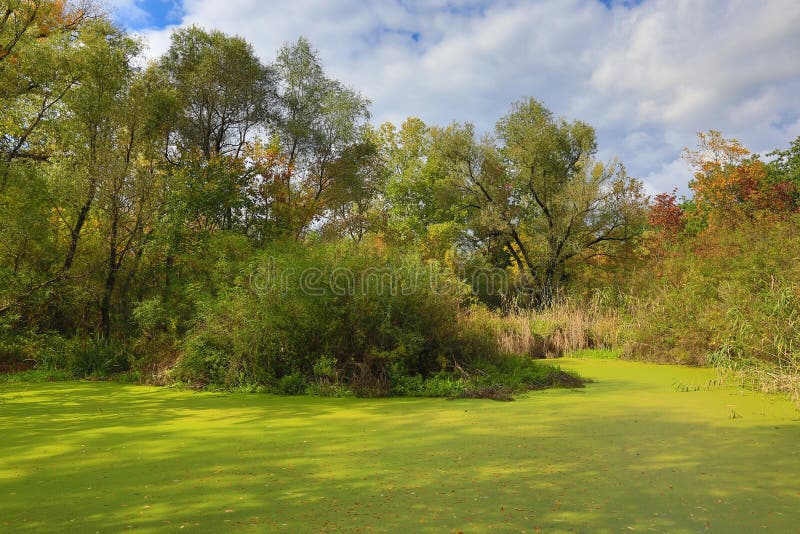 Green bog stock image. Image of swamp, plant, green, flora - 34019839