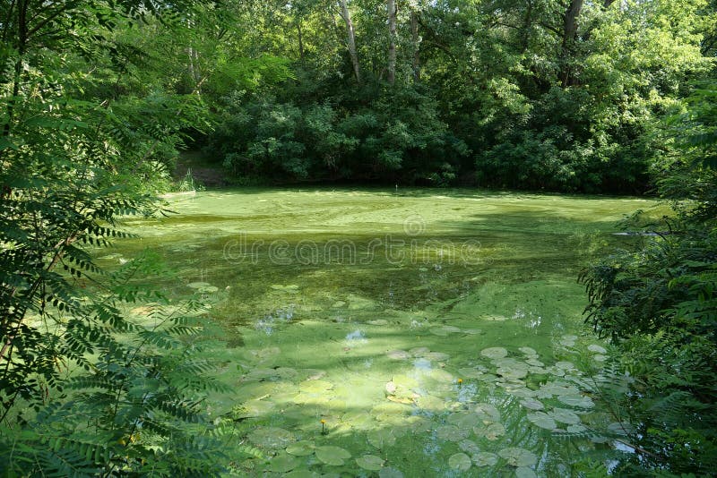 Paludal Forest Stock Photos - Free & Royalty-Free Stock Photos from ...