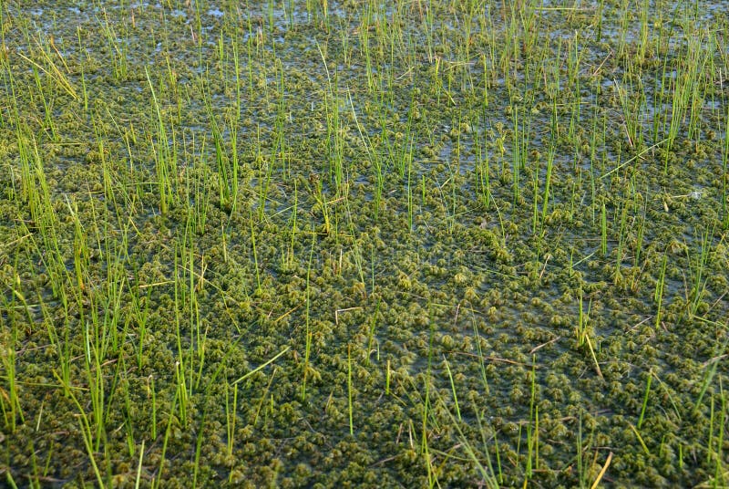 Peat bog, Estonia stock image. Image of marsh, pine, exploited - 95632779