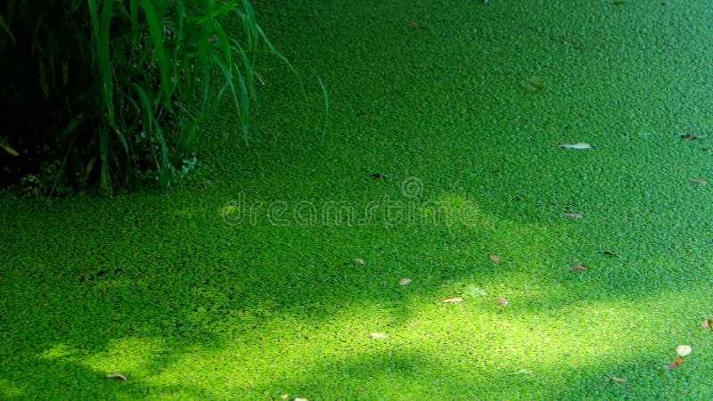 Green bog texture stock video. Video of light, jungle - 79764037