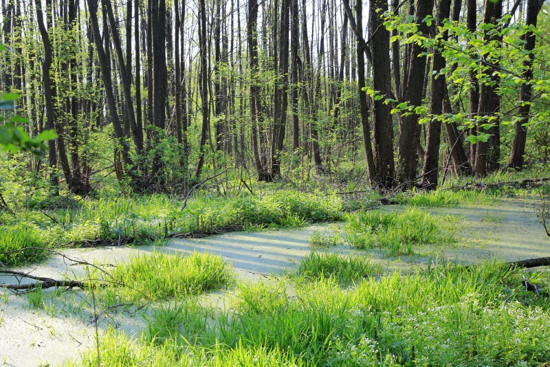 Green bog in wild forest stock photo. Image of environment - 190338248
