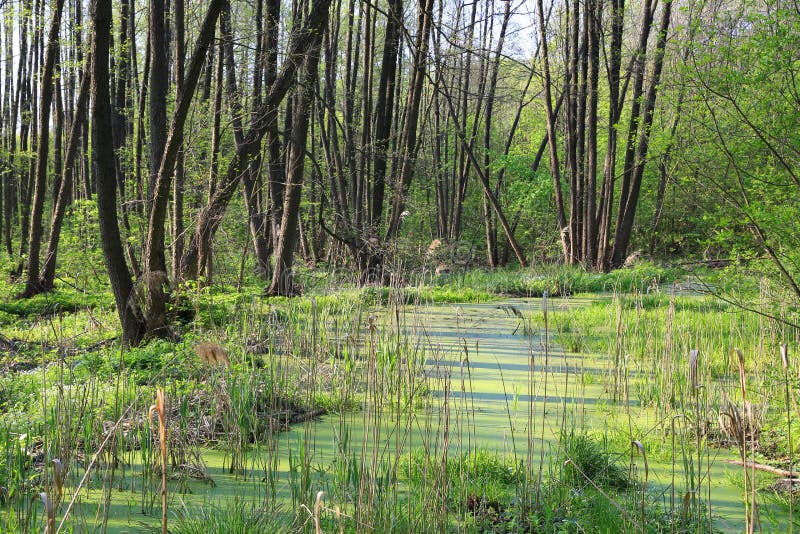 Green bog in wild forest stock photo. Image of environment - 190037554
