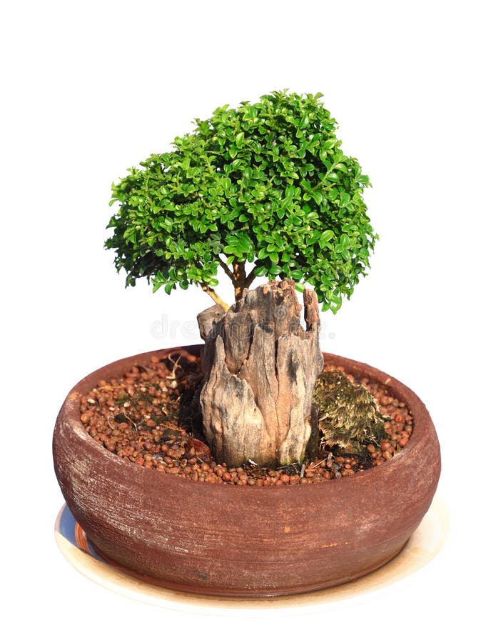 Green bonsai tree isolated stock image. Image of color - 42042307