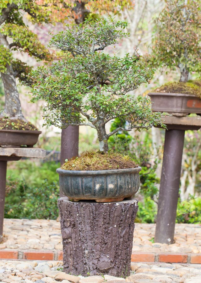 The Green Bonsai Tree in a Pot Stock Image - Image of conifer, tree ...