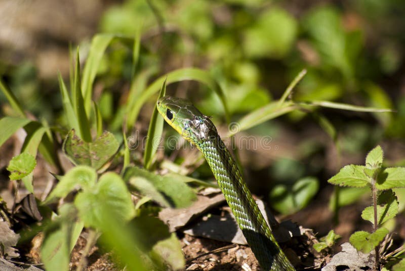 Boomslang stock image. Image of head, serpent, camouflage - 17539261