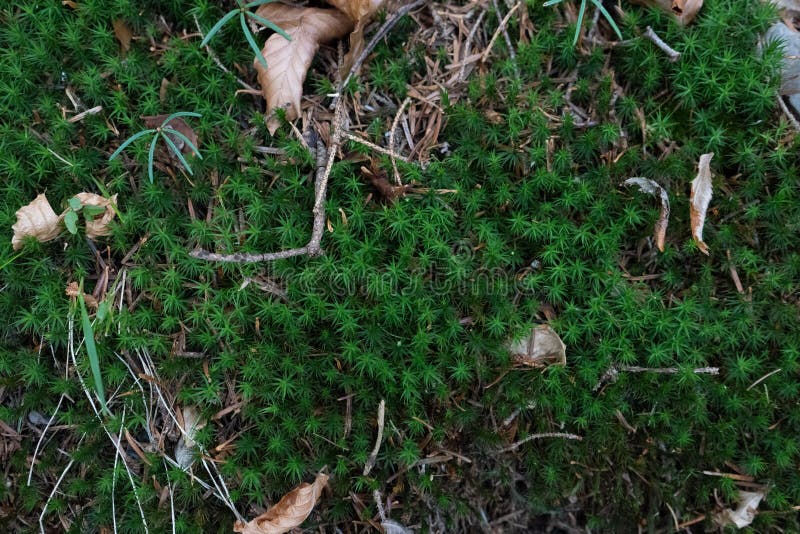 Green Botanical Forest Background Stock Image - Image of botanical ...
