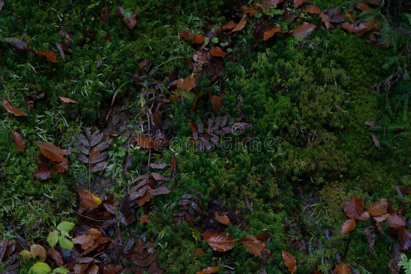 Green Botanical Forest Background Stock Image - Image of branch ...