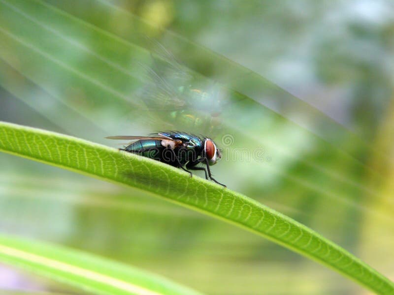 Green bottle fly stock image. Image of insect, bottle - 19596883