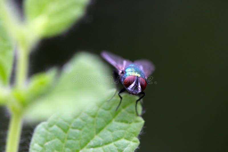 Green Bottle Fly Face 02 stock photo. Image of outdoor - 301481736