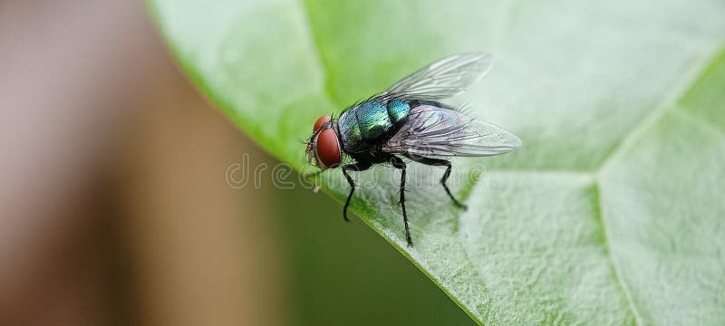Green Bottle Fly or Lalat Hijau Stock Photo - Image of photograph ...