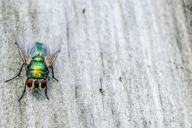 Green Bottle Fly on the Left Macro Image Stock Image - Image of wings ...