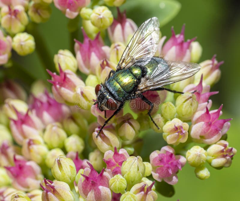 A Green Bottle Fly Rests on a Flower Stock Photo - Image of rests ...