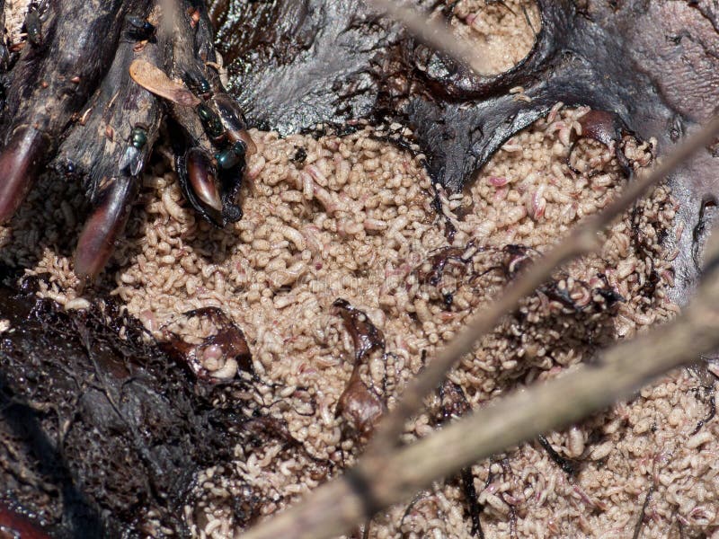 Maggots stock image. Image of larvae, corpse, carcass - 30309305