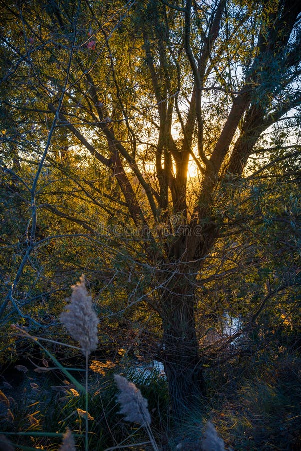 Green bottom of nature stock image. Image of landscape - 103946271