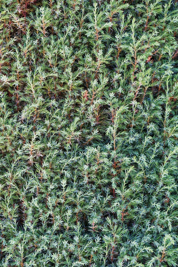 Green Box Hedge Background with Green Leaves Stock Photo - Image of ...