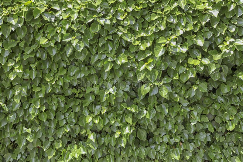 Green Box Hedge Background with Green Leaves Stock Image - Image of ...