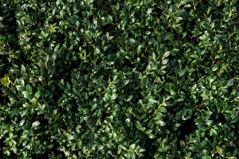 Green box plant leaves stock image. Image of freshness - 120914271