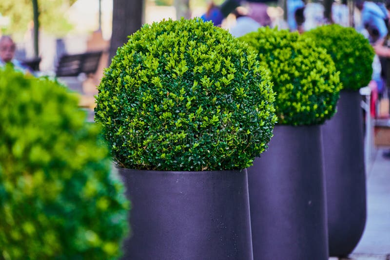 Box-tree Bushes Placed in Dark Grey Cobbles Stock Image - Image of ...