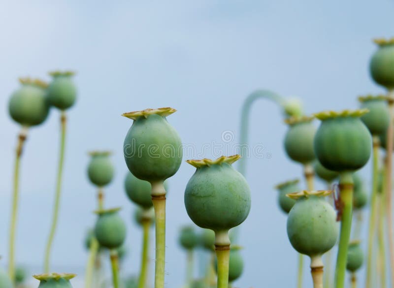 Green boxes poppies stock image. Image of young, seeds - 21734891