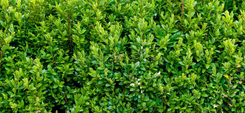 Green Boxwood Twigs with Visible Details. Background or Texture Stock ...