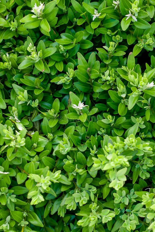 Green Boxwood Twigs with Visible Details. Background or Texture Stock ...