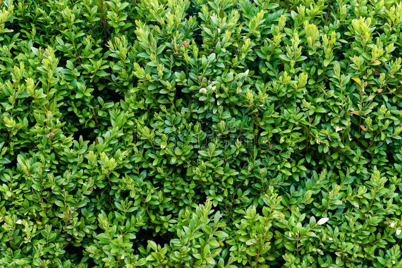 Green Boxwood Twigs with Visible Details. Background or Texture Stock ...