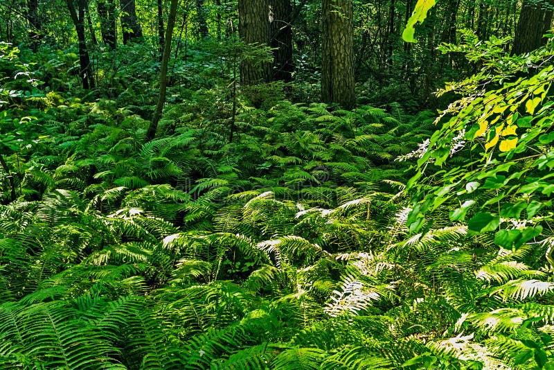 Green Bracken Bushes in the Forest on a Summer Day Stock Image - Image ...