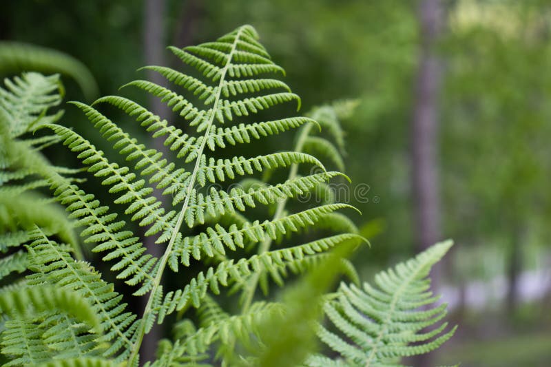 Green Bracken in the Forest Stock Photo - Image of bracken, cactus ...