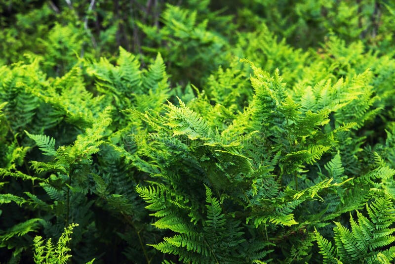 Bunch of green bracken. stock photo. Image of texture - 129039386