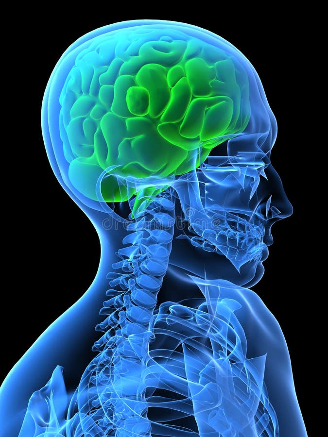 Green brain stock illustration. Illustration of model - 3195435