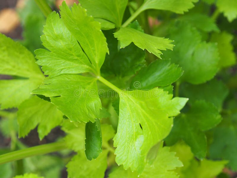 A Green Branch Celery Sapling on Blur Background Stock Photo - Image of ...