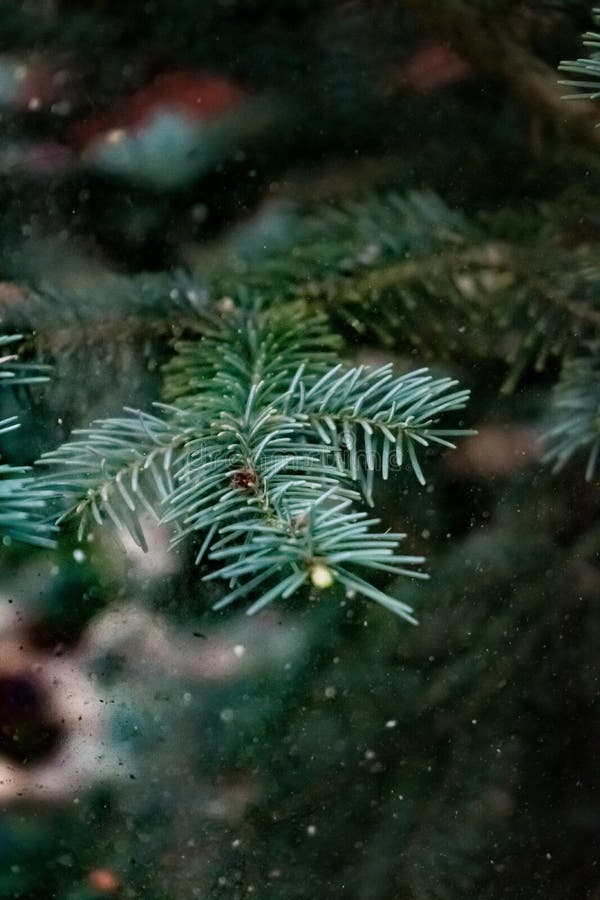 Green Branch with a Falling Dust. Stock Photo - Image of plant, green ...